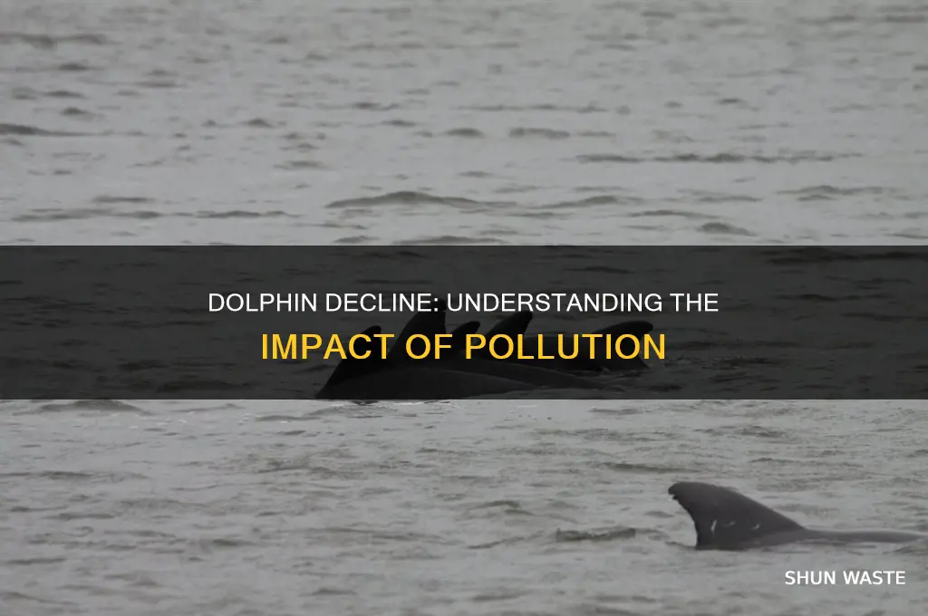 Dolphin Decline: Understanding The Impact Of Pollution | ShunWaste