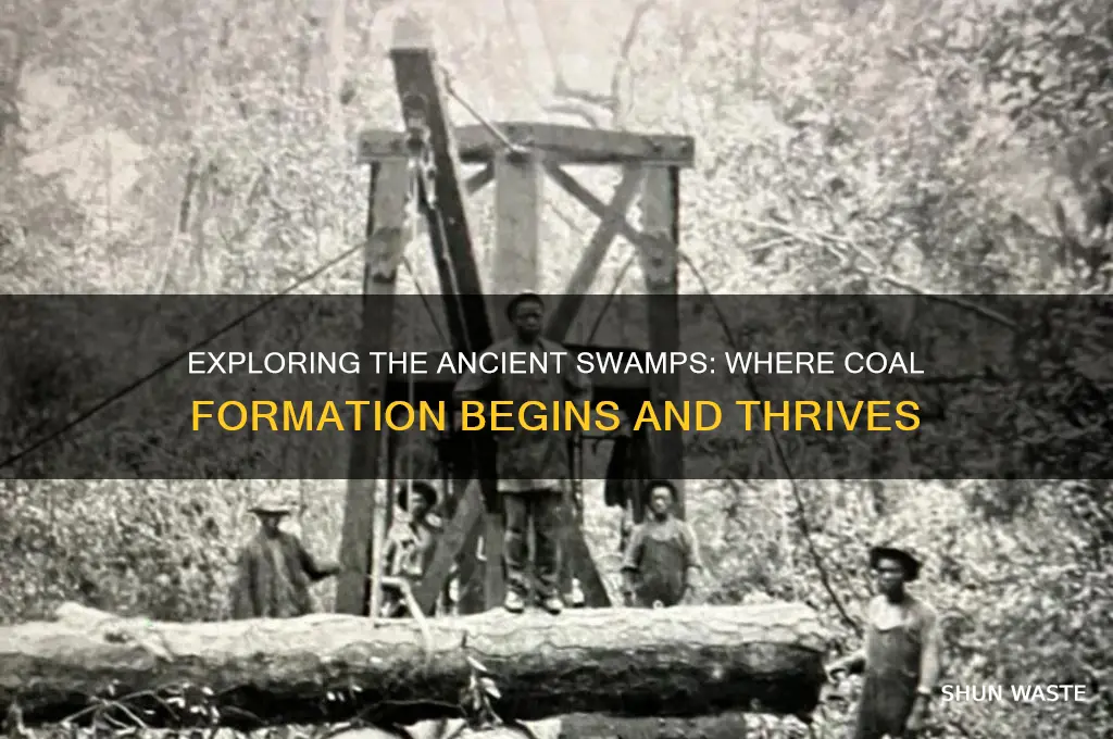 Exploring The Ancient Swamps: Where Coal Formation Begins And Thrives ...