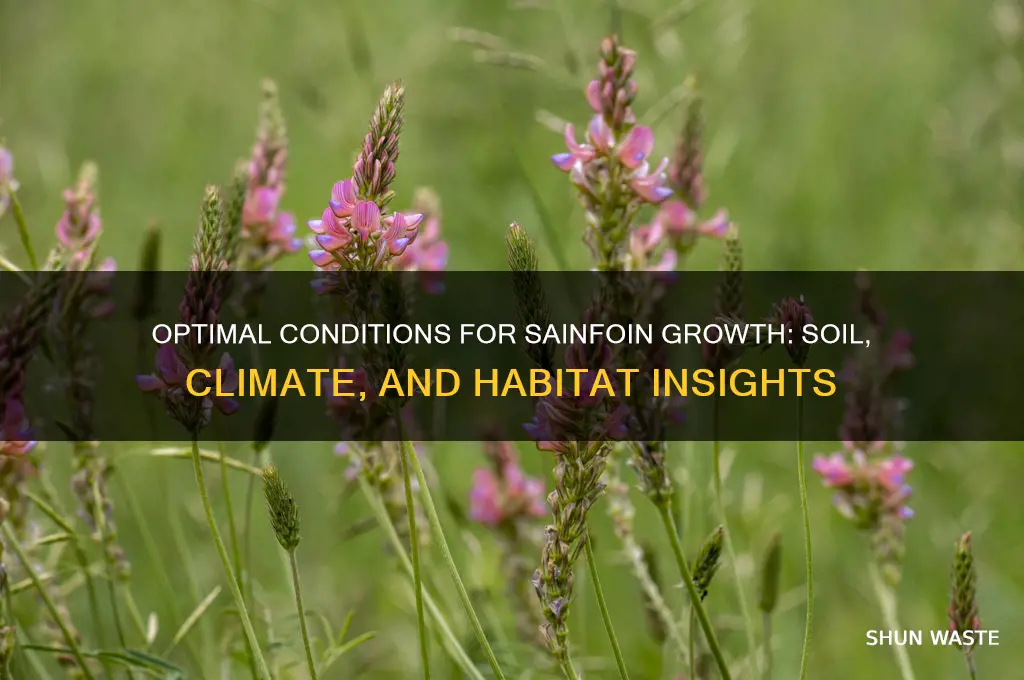 Optimal Conditions For Sainfoin Growth: Soil, Climate, And Habitat ...