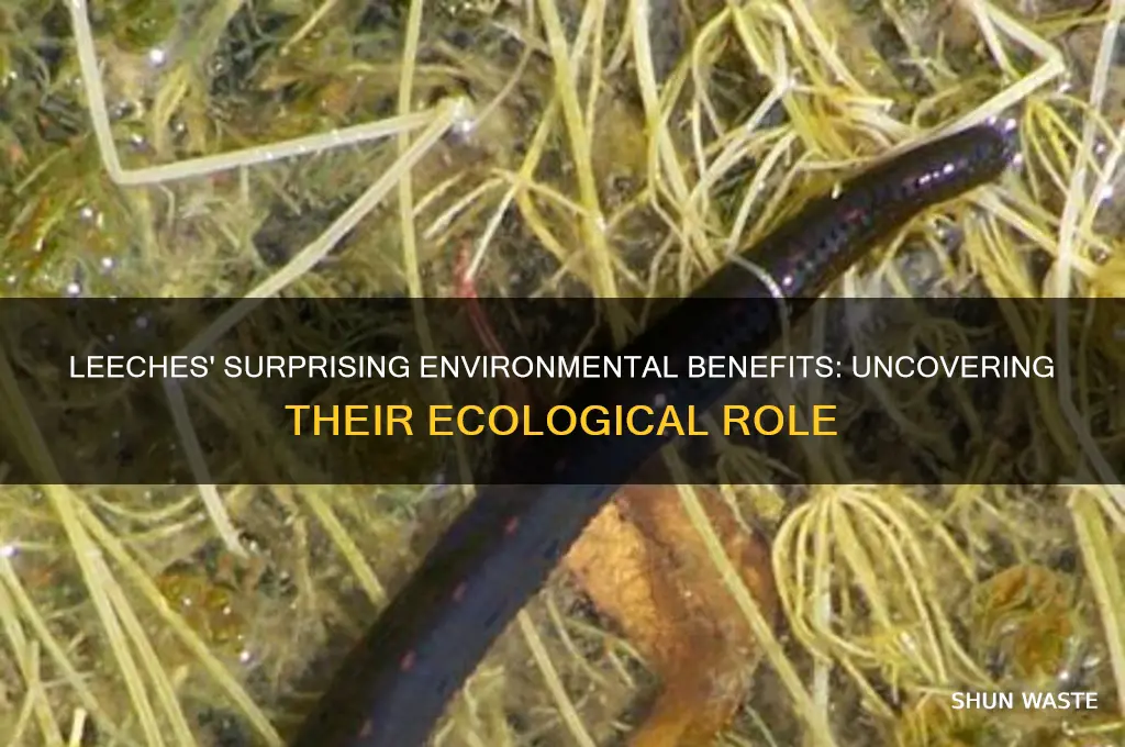Leeches' Surprising Environmental Benefits: Uncovering Their Ecological ...