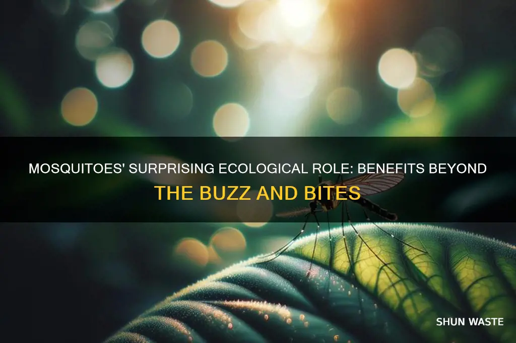 Mosquitoes' Surprising Ecological Role: Benefits Beyond The Buzz And ...