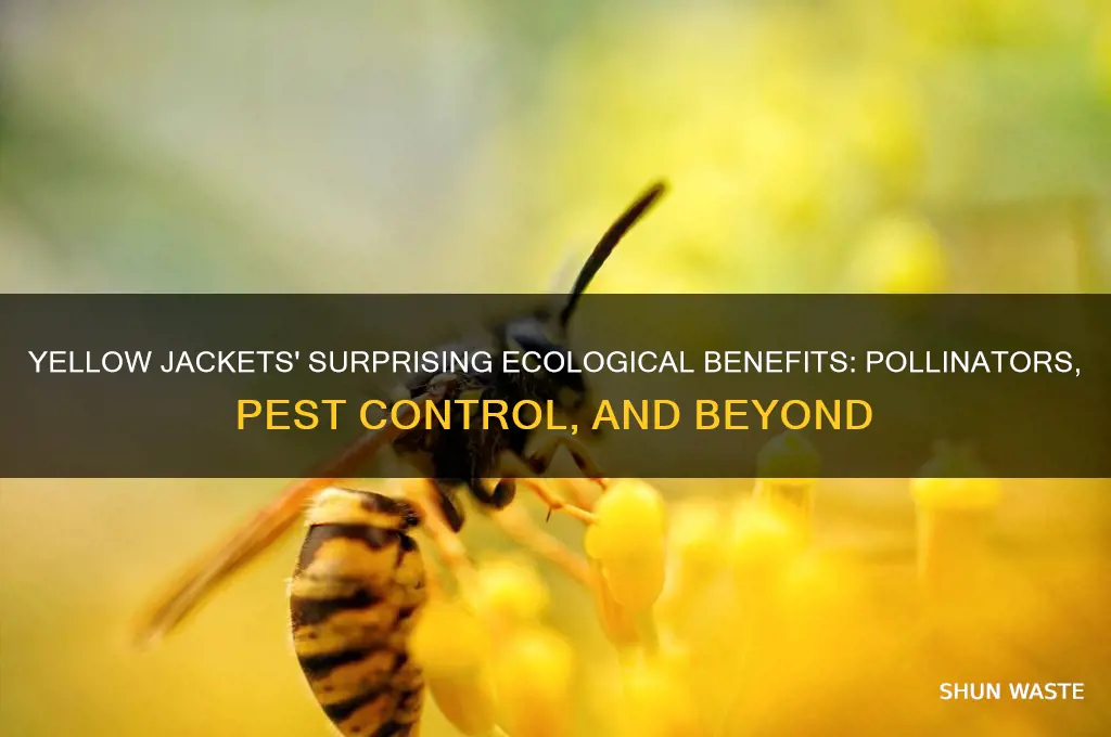Yellow Jackets' Surprising Ecological Benefits: Pollinators, Pest ...