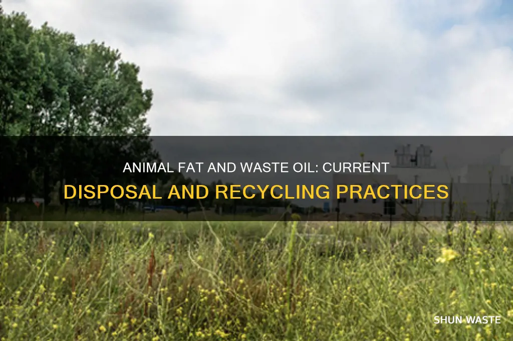 Animal Fat And Waste Oil: Current Disposal And Recycling Practices ...