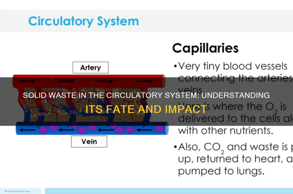 Solid Waste In The Circulatory System: Understanding Its Fate And ...
