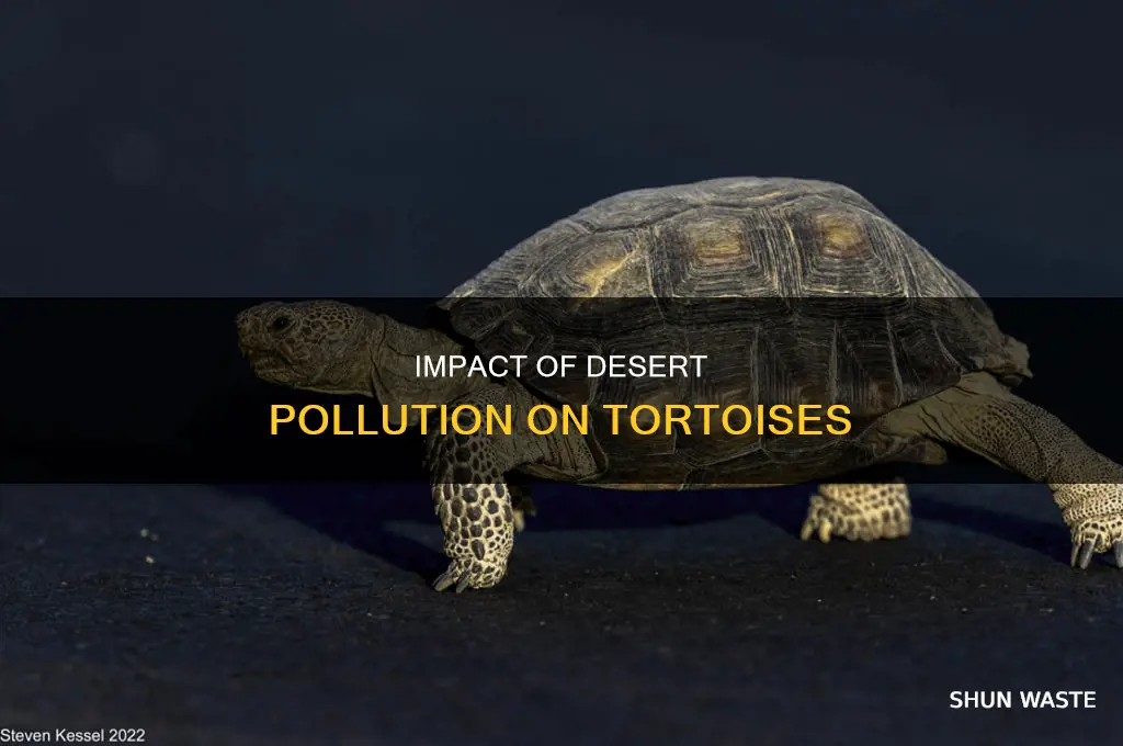 Impact Of Desert Pollution On Tortoises | ShunWaste