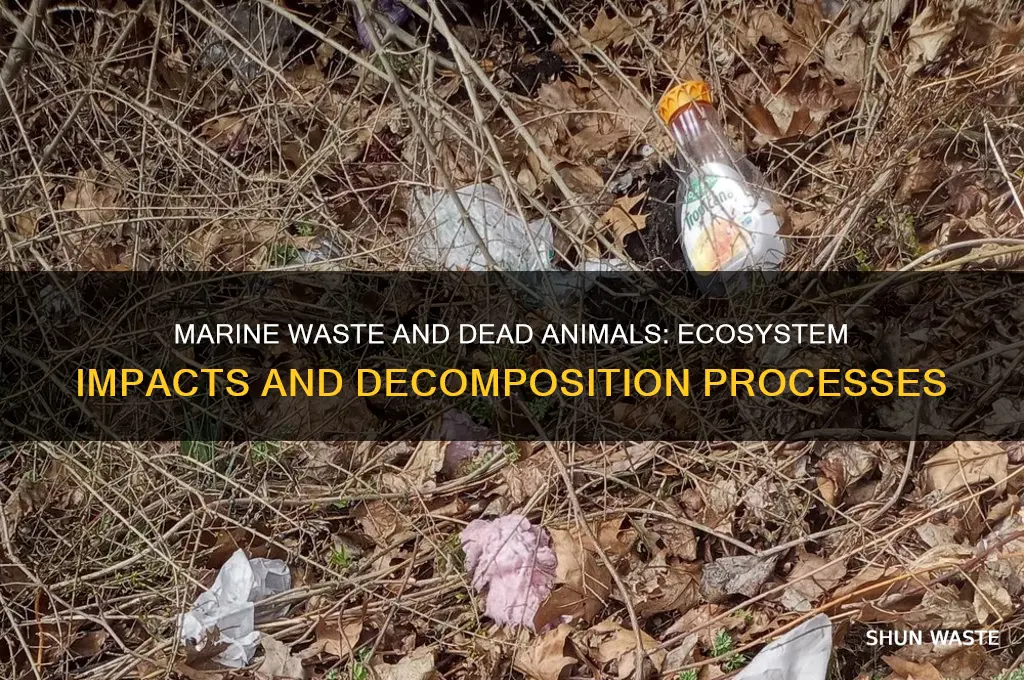Marine Waste And Dead Animals: Ecosystem Impacts And Decomposition ...