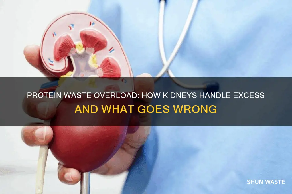 Protein Waste Overload: How Kidneys Handle Excess And What Goes Wrong ...