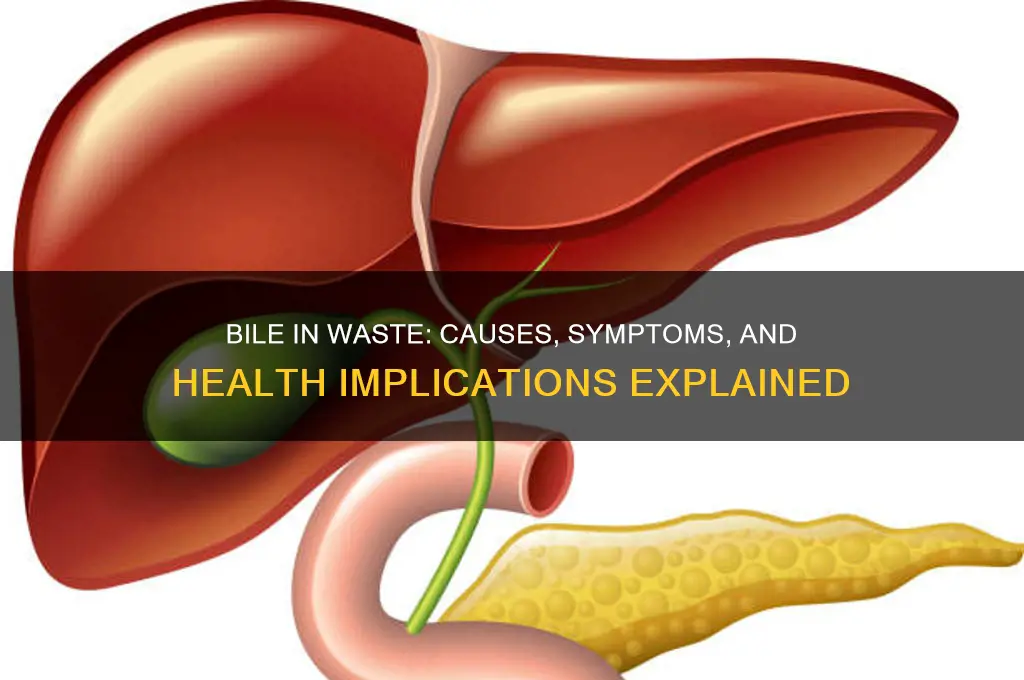 Bile In Waste: Causes, Symptoms, And Health Implications Explained ...