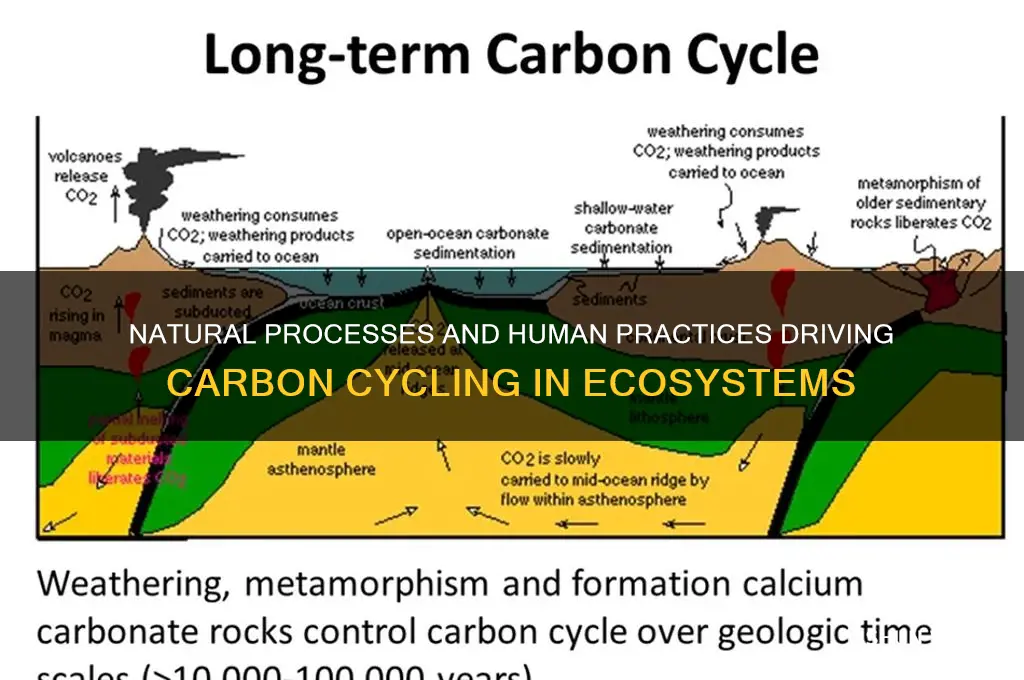Natural Processes And Human Practices Driving Carbon Cycling In ...