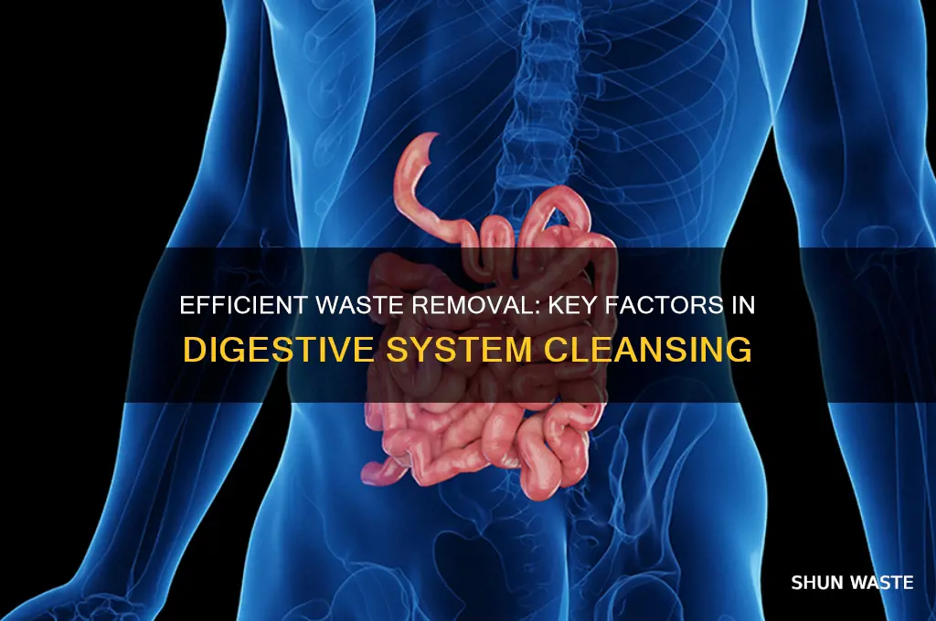 Efficient Waste Removal: Key Factors In Digestive System Cleansing ...