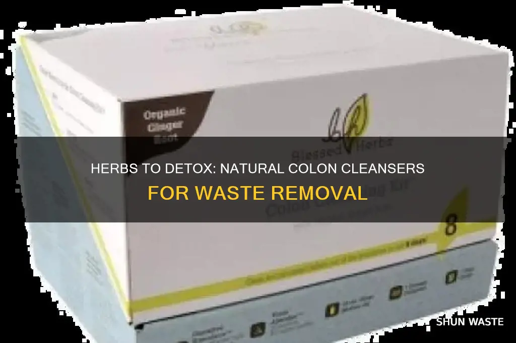 Herbs To Detox: Natural Colon Cleansers For Waste Removal | ShunWaste