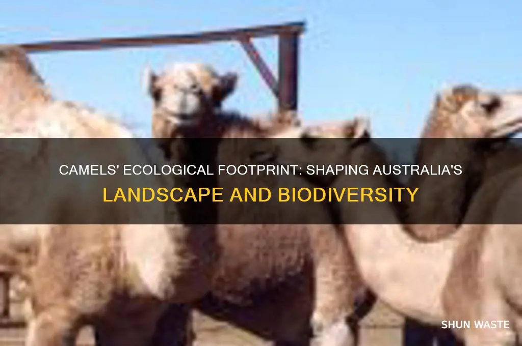 Camels' Ecological Footprint: Shaping Australia's Landscape And ...