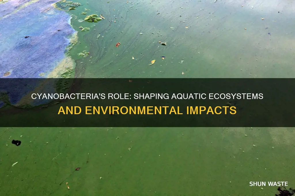 Cyanobacteria's Role: Shaping Aquatic Ecosystems And Environmental ...