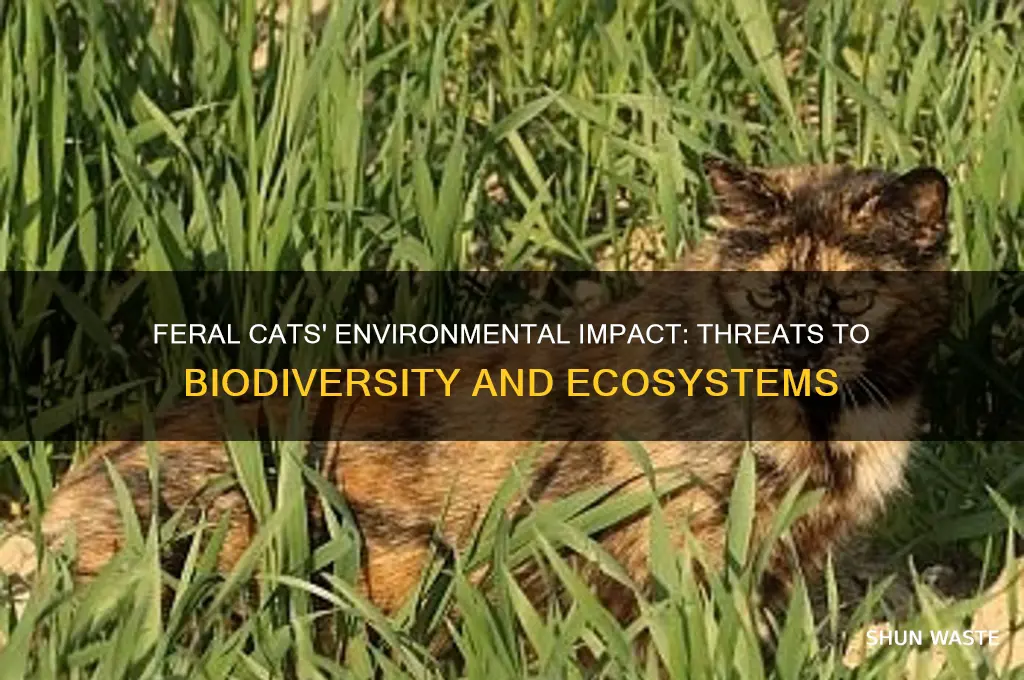 Feral Cats' Environmental Impact: Threats To Biodiversity And ...