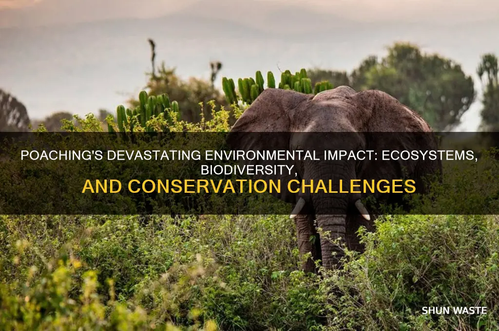 Poaching's Devastating Environmental Impact: Ecosystems, Biodiversity ...