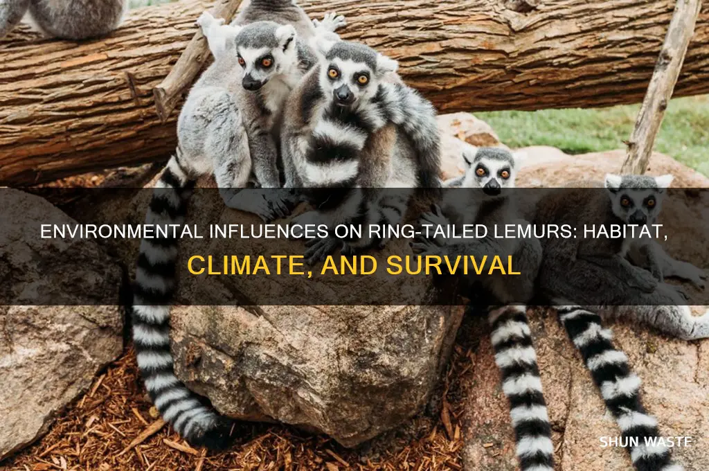 Environmental Influences On Ring-Tailed Lemurs: Habitat, Climate, And ...