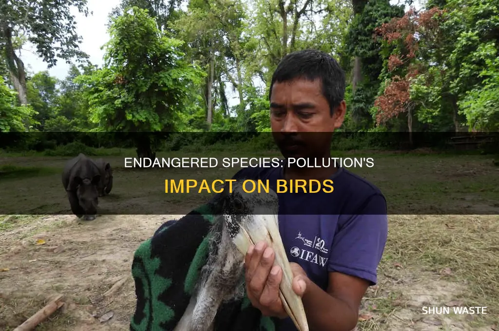 Endangered Species: Pollution's Impact On Birds | ShunWaste