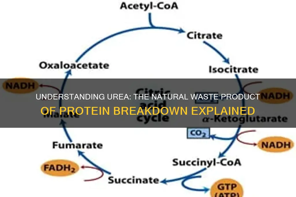 Understanding Urea: The Natural Waste Product Of Protein Breakdown ...