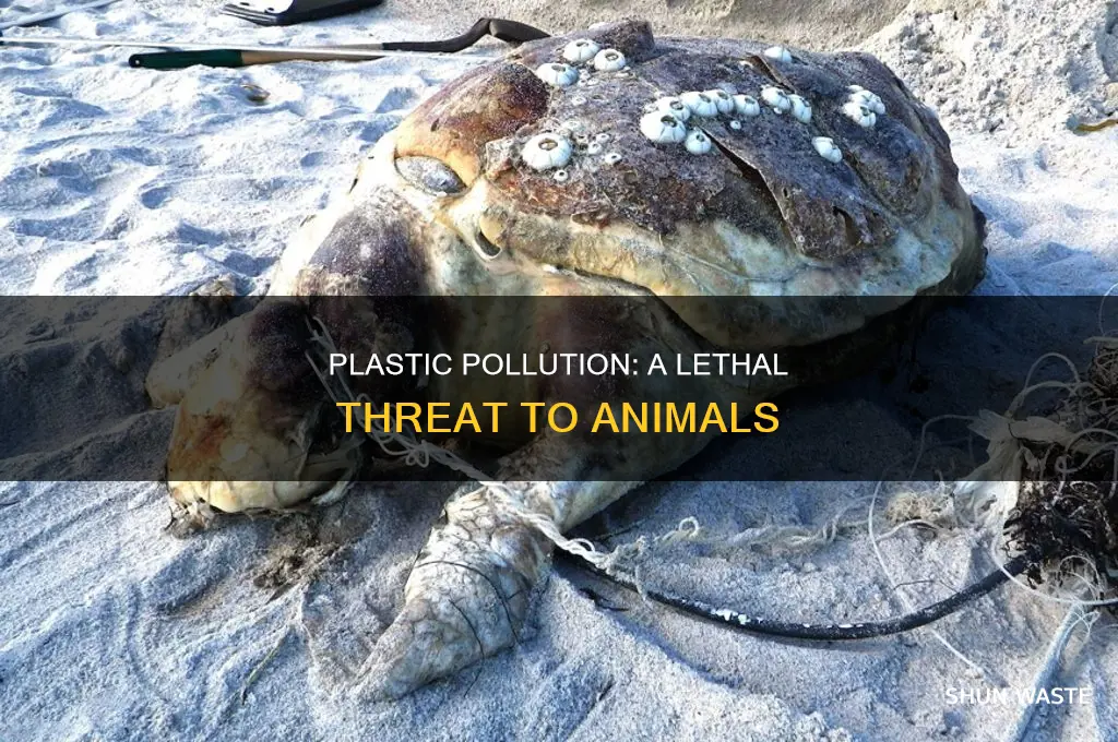 Plastic Pollution: A Lethal Threat To Animals | ShunWaste