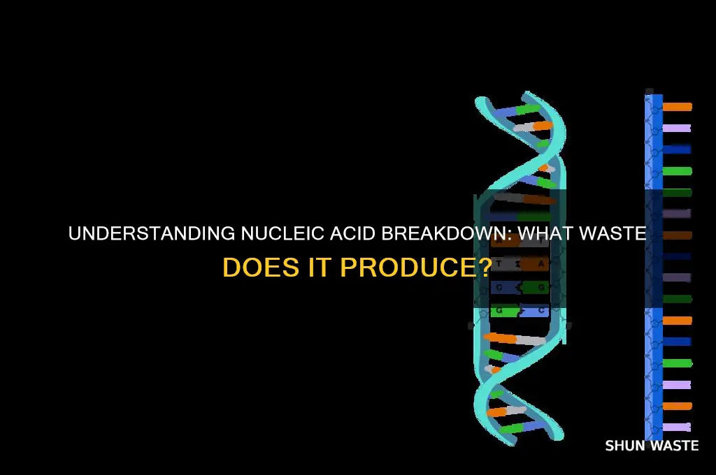 Understanding Nucleic Acid Breakdown: What Waste Does It Produce ...