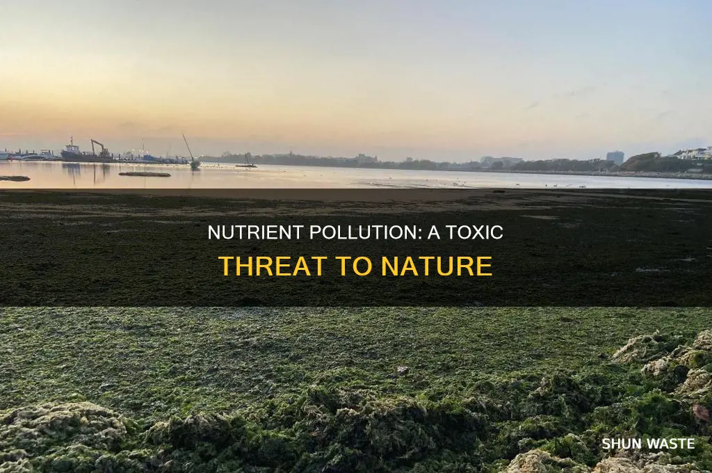 Nutrient Pollution: A Toxic Threat To Nature | ShunWaste