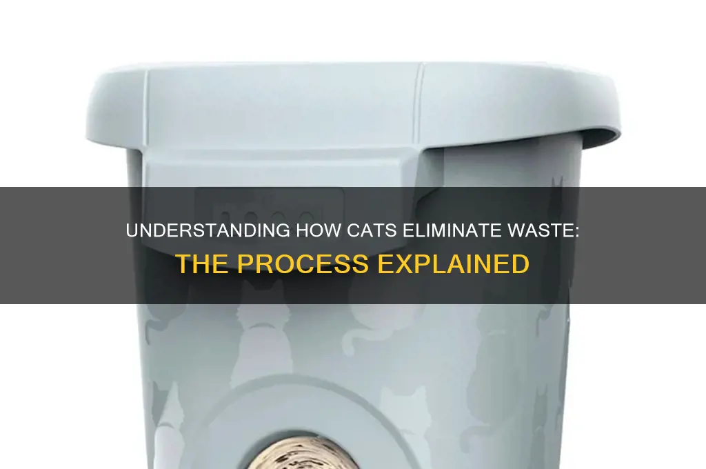 Understanding How Cats Eliminate Waste: The Process Explained | ShunWaste