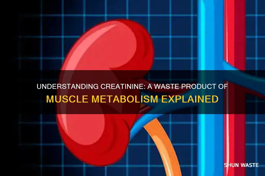 Understanding Creatinine: A Waste Product Of Muscle Metabolism ...