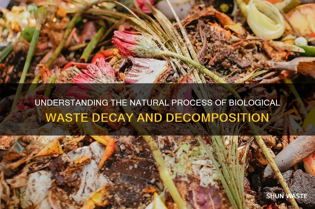 Understanding The Natural Process Of Biological Waste Decay And ...