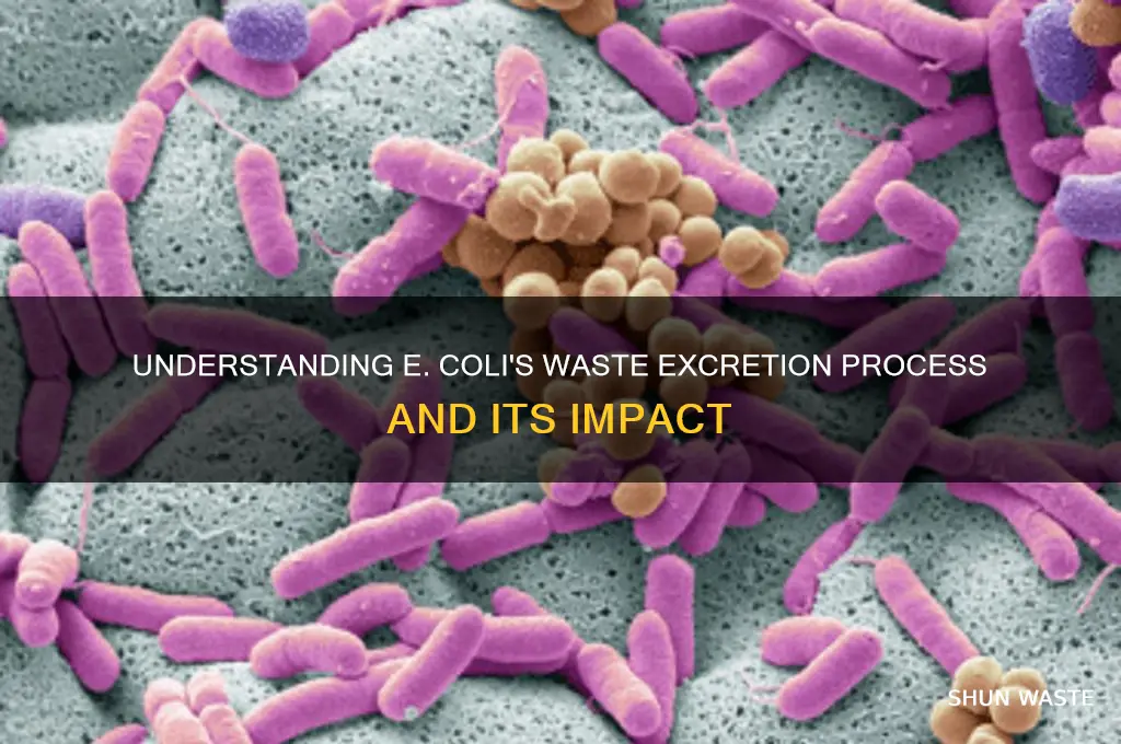 Understanding E. Coli's Waste Excretion Process And Its Impact | ShunWaste