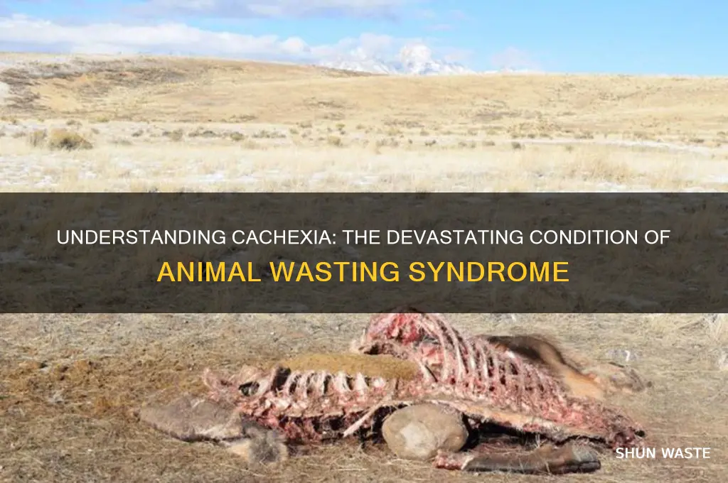 Understanding Cachexia: The Devastating Condition Of Animal Wasting ...