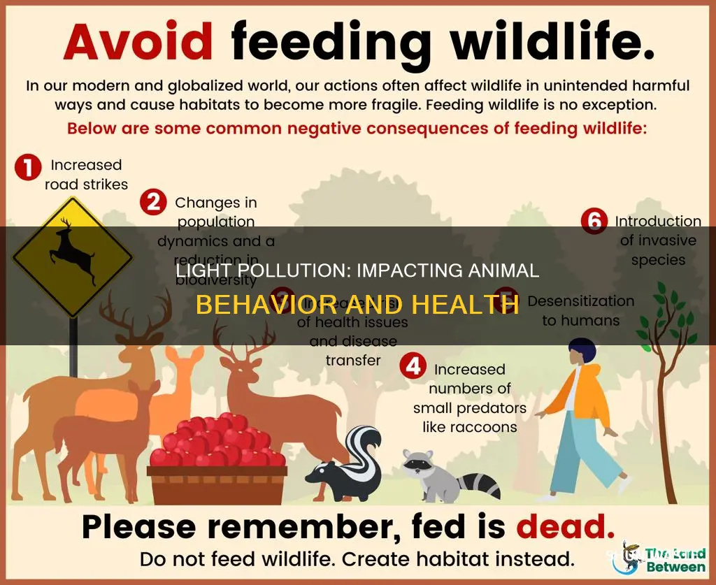 Light Pollution: Impacting Animal Behavior And Health | ShunWaste