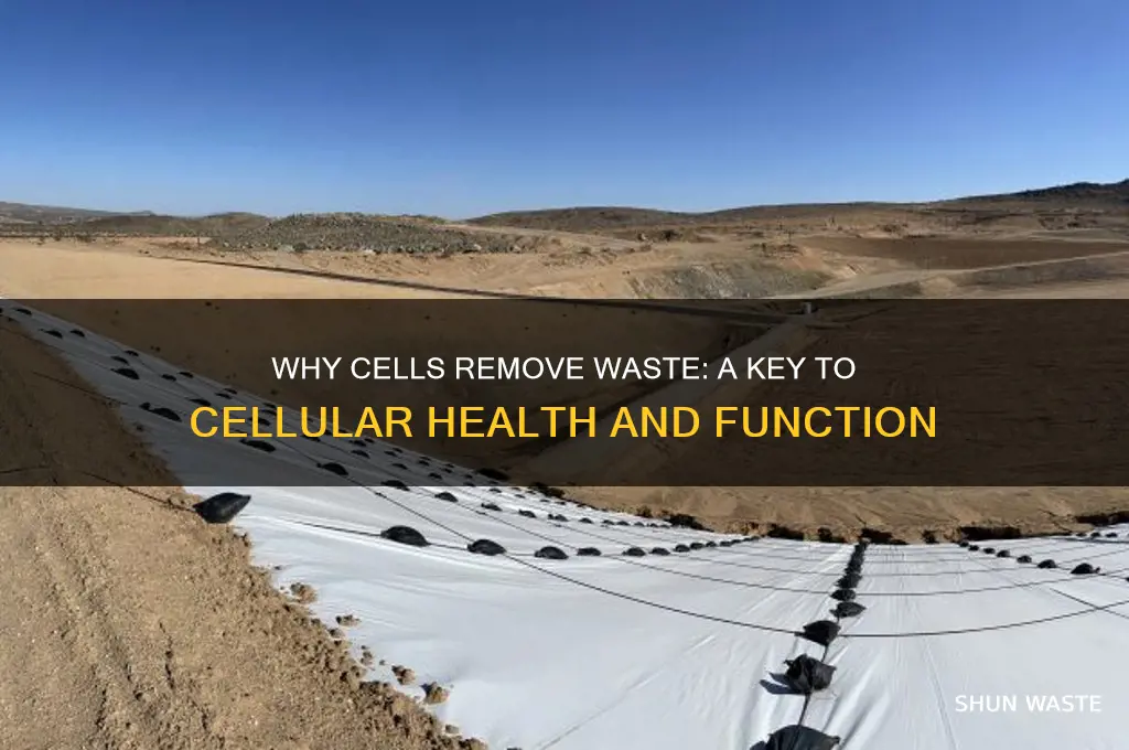 Why Cells Remove Waste: A Key To Cellular Health And Function | ShunWaste