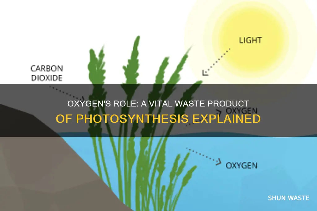 Oxygen's Role: A Vital Waste Product Of Photosynthesis Explained ...