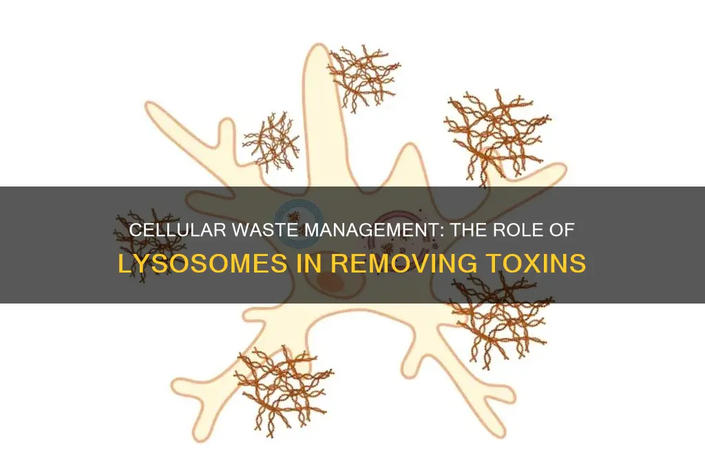 Cellular Waste Management: The Role Of Lysosomes In Removing Toxins ...