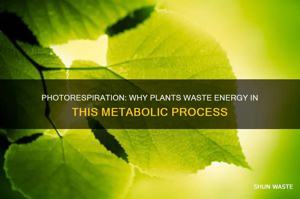 Photorespiration: Why Plants Waste Energy In This Metabolic Process ...