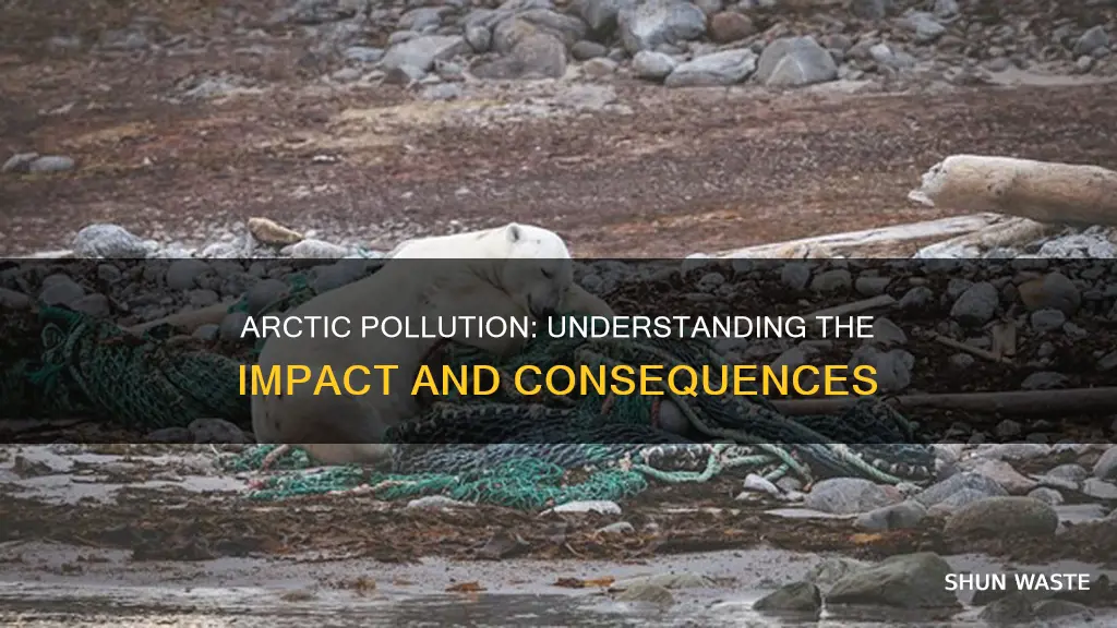 Arctic Pollution: Understanding The Impact And Consequences | ShunWaste