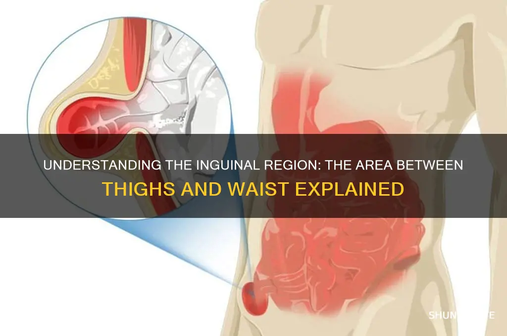 Understanding The Inguinal Region: The Area Between Thighs And Waist ...