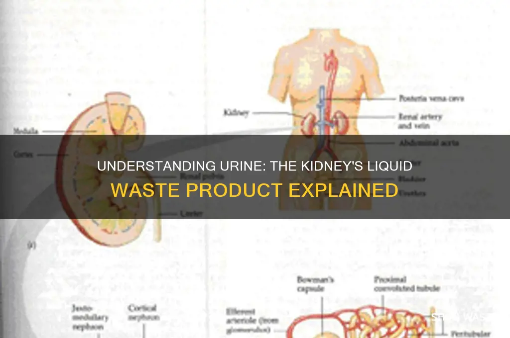 Understanding Urine: The Kidney's Liquid Waste Product Explained ...
