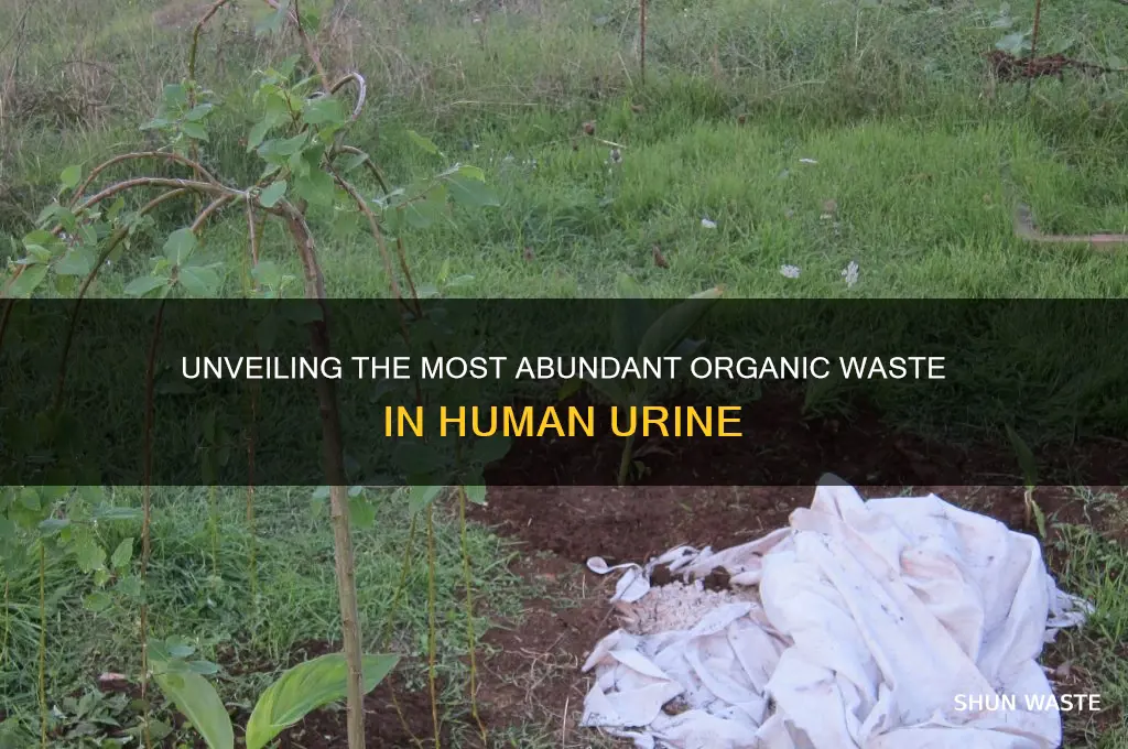 Unveiling The Most Abundant Organic Waste In Human Urine | ShunWaste