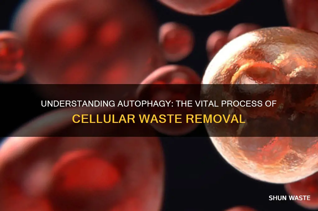Understanding Autophagy: The Vital Process Of Cellular Waste Removal ...