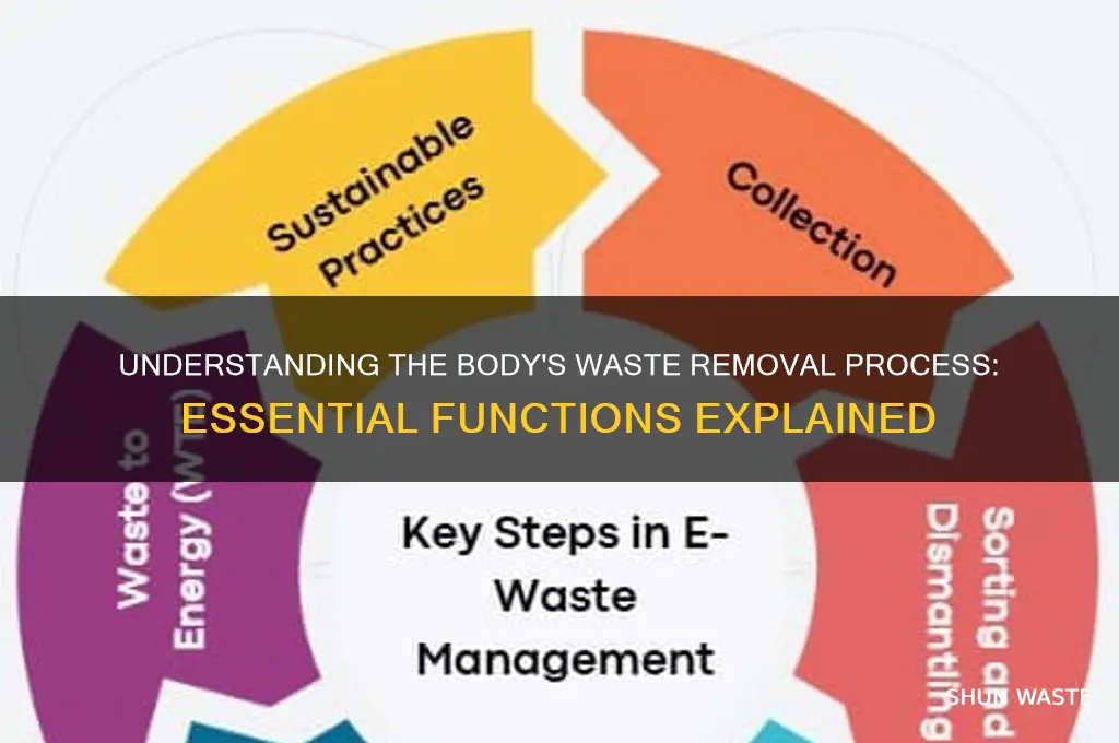 Understanding The Body's Waste Removal Process: Essential Functions ...
