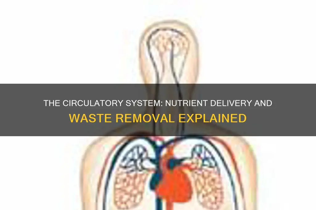 The Circulatory System: Nutrient Delivery And Waste Removal Explained ...