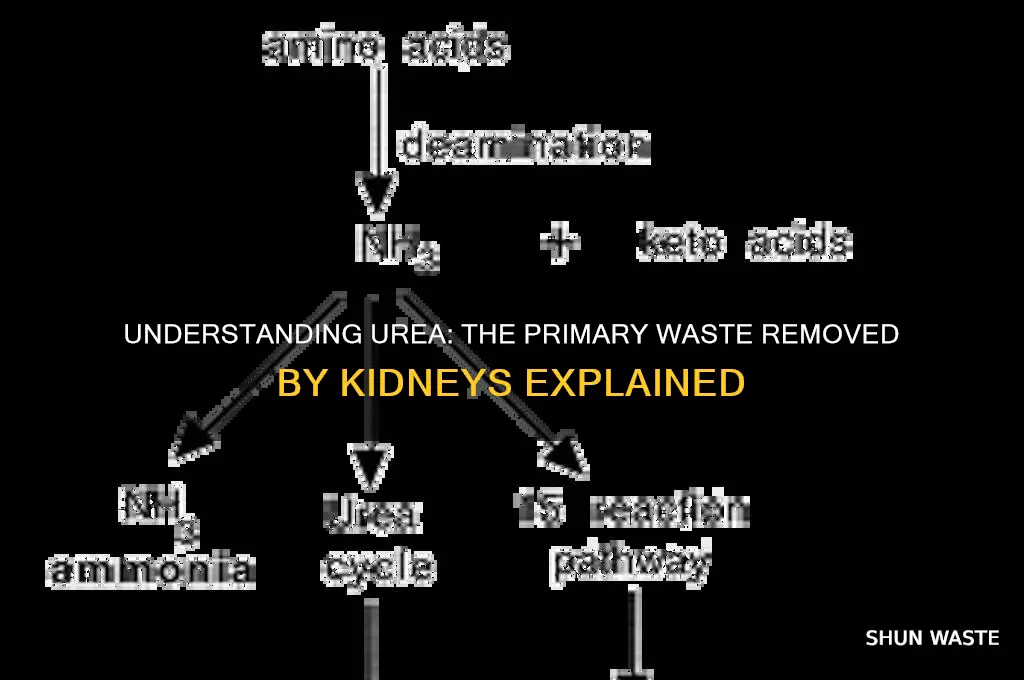 Understanding Urea: The Primary Waste Removed By Kidneys Explained ...