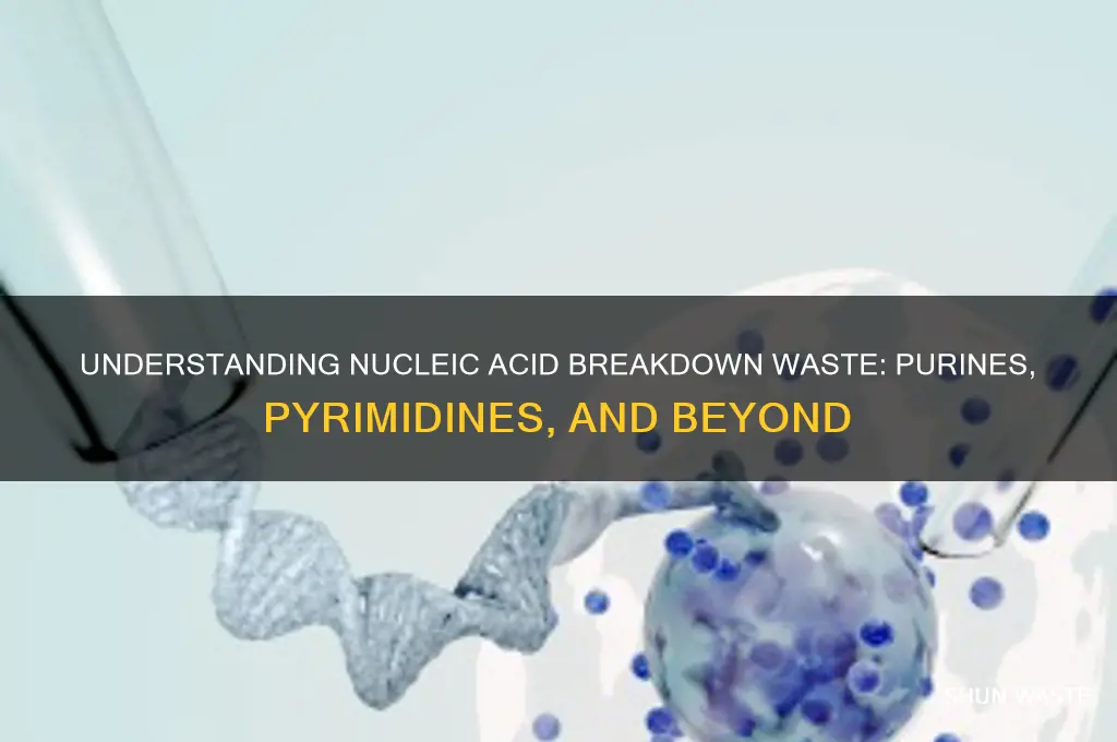 Understanding Nucleic Acid Breakdown Waste: Purines, Pyrimidines, And ...