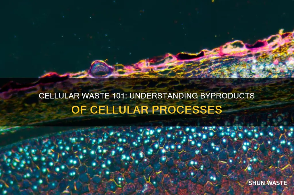 Cellular Waste 101: Understanding Byproducts Of Cellular Processes ...