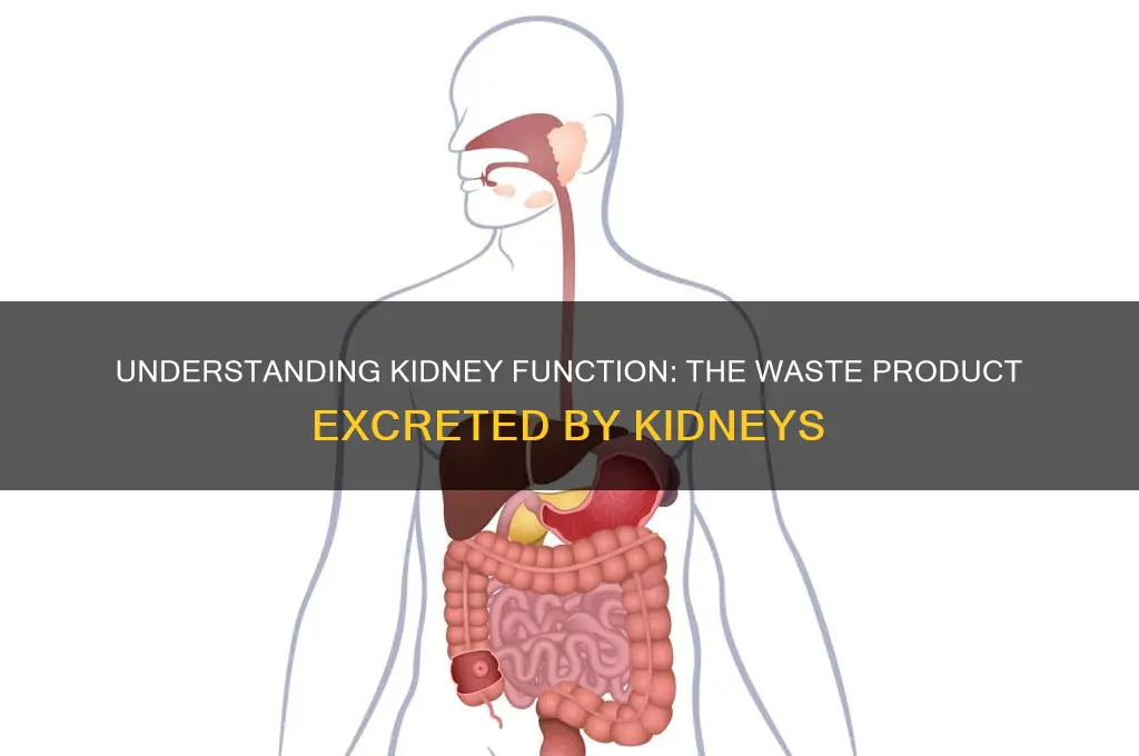 Understanding Kidney Function: The Waste Product Excreted By Kidneys ...