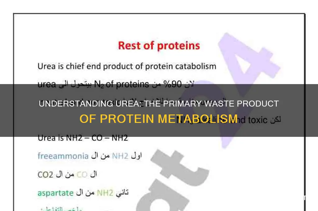 Understanding Urea: The Primary Waste Product Of Protein Metabolism ...