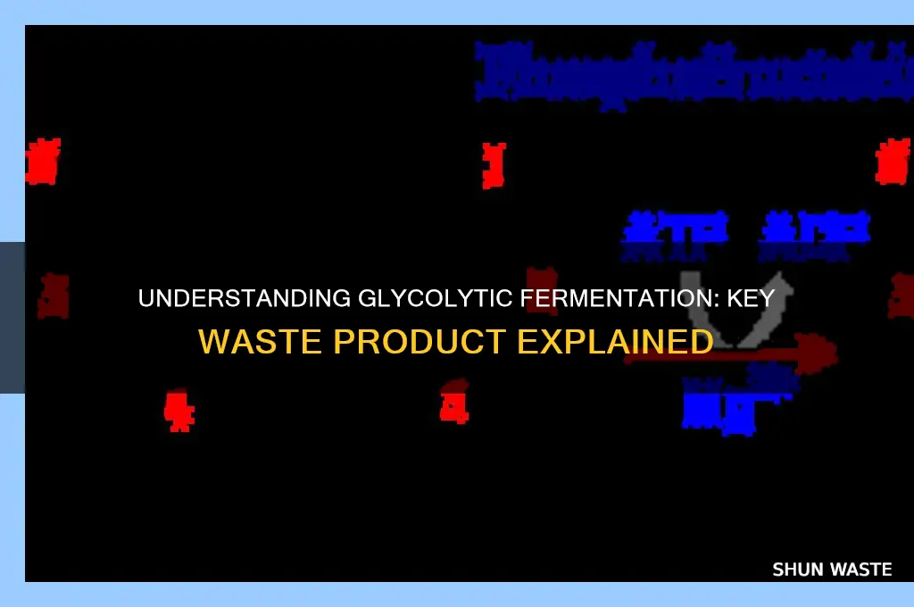 Understanding Glycolytic Fermentation: Key Waste Product Explained ...