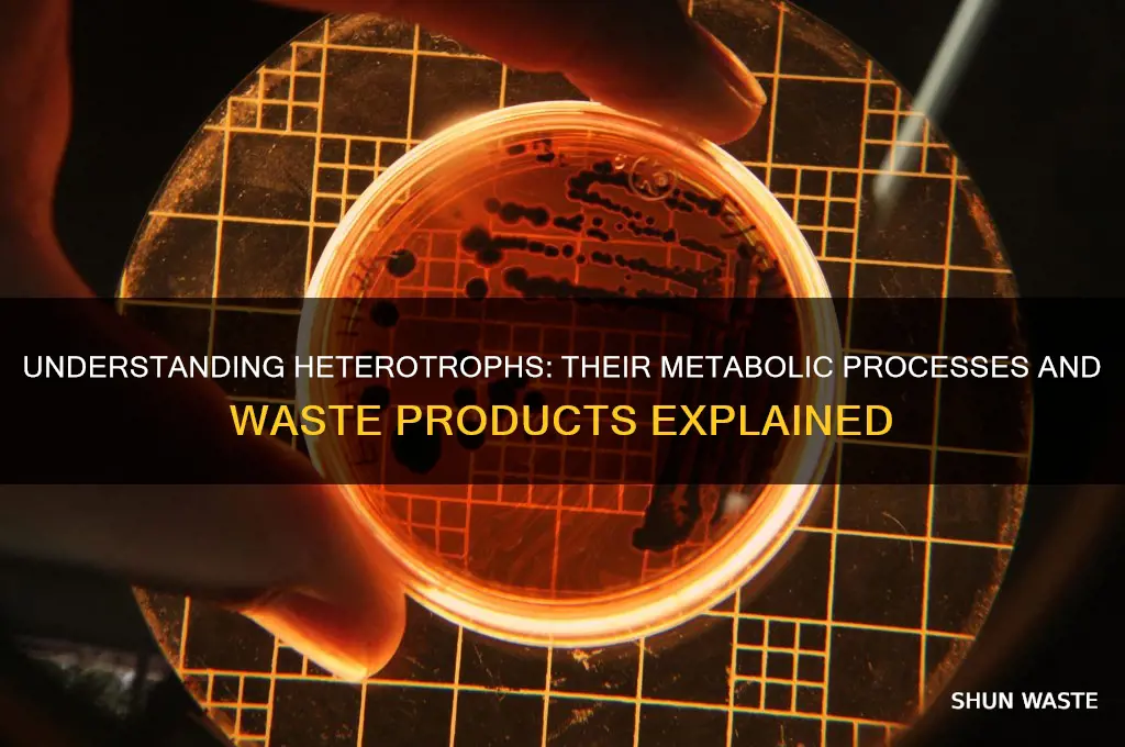 Understanding Heterotrophs: Their Metabolic Processes And Waste ...