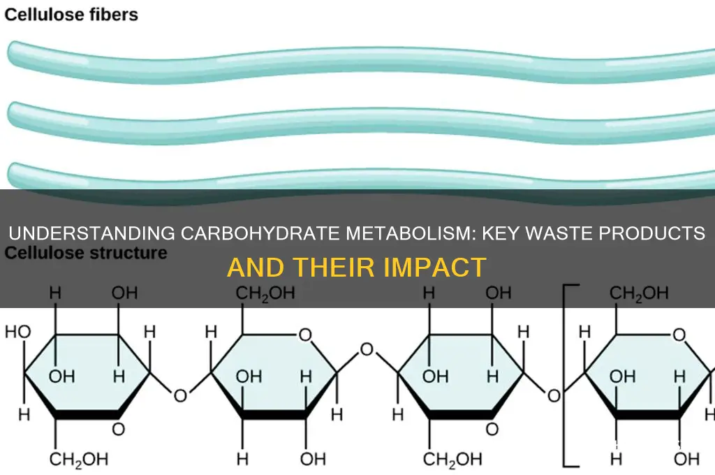 Understanding Carbohydrate Metabolism: Key Waste Products And Their ...